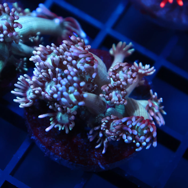 TCK Teal Goni – TCKCorals