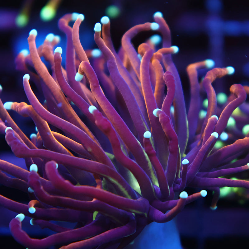 TCK White Tips Indo Gold Torch – TCKCorals