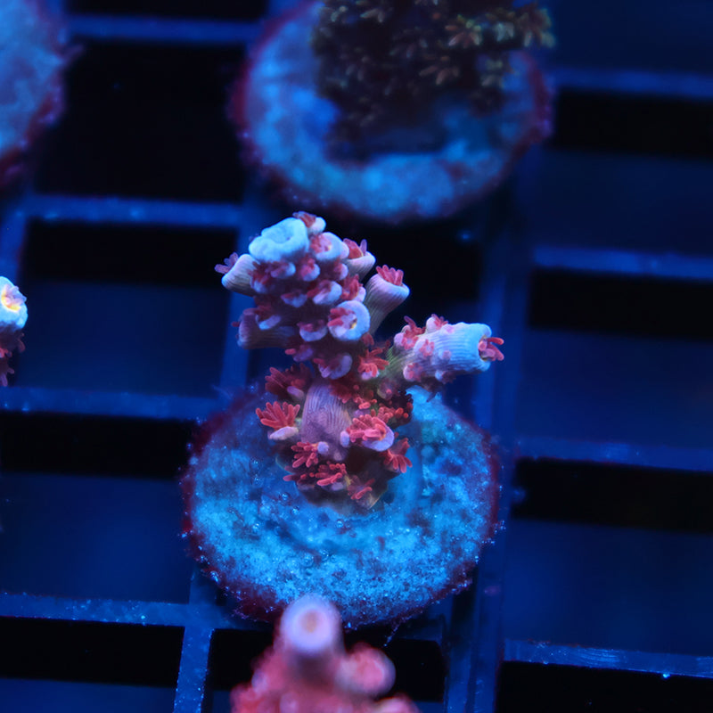 RRC Elektra – TCKCorals