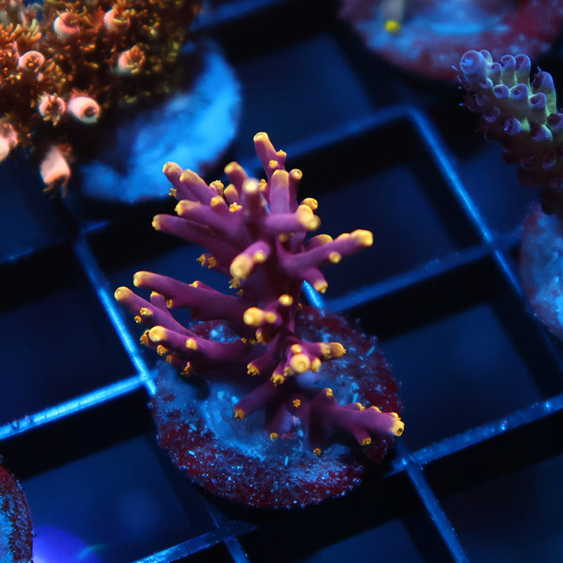 WWC Red Ferrari – TCKCorals