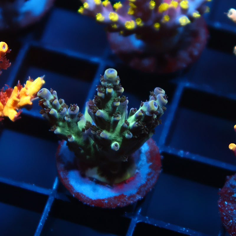 BC Therman's Rainbow – TCKCorals