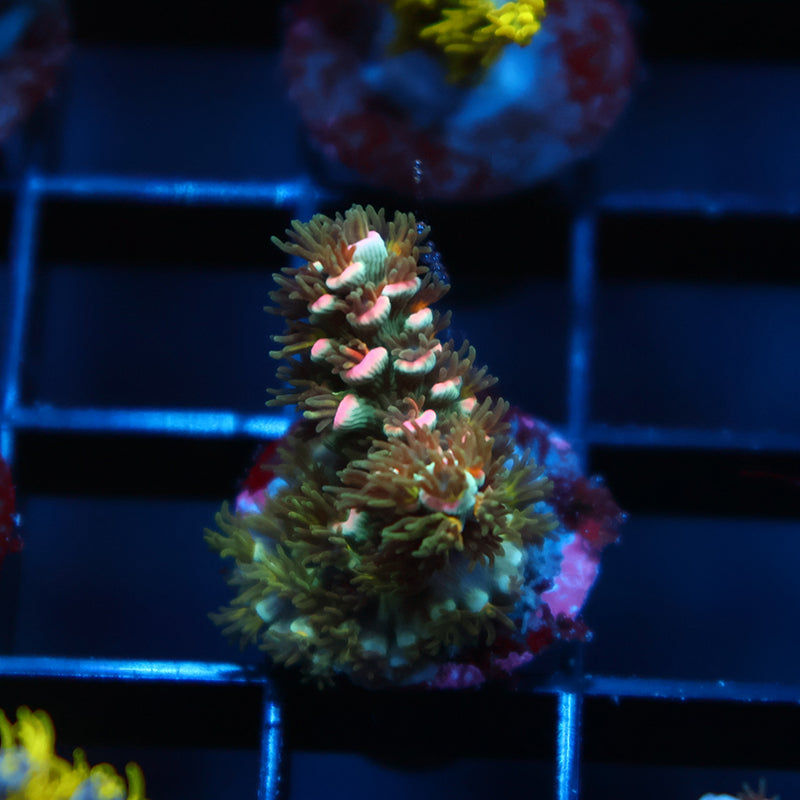 TCK Orange Immolation Malaysia Tenuis – TCKCorals