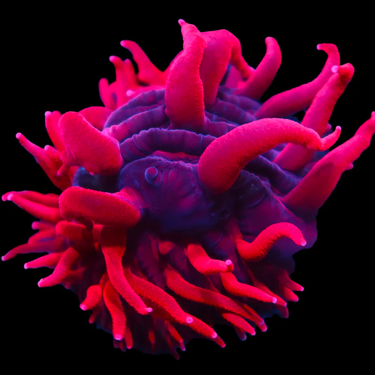 TCKCorals Premium Aquacultured WYSIWYG Corals