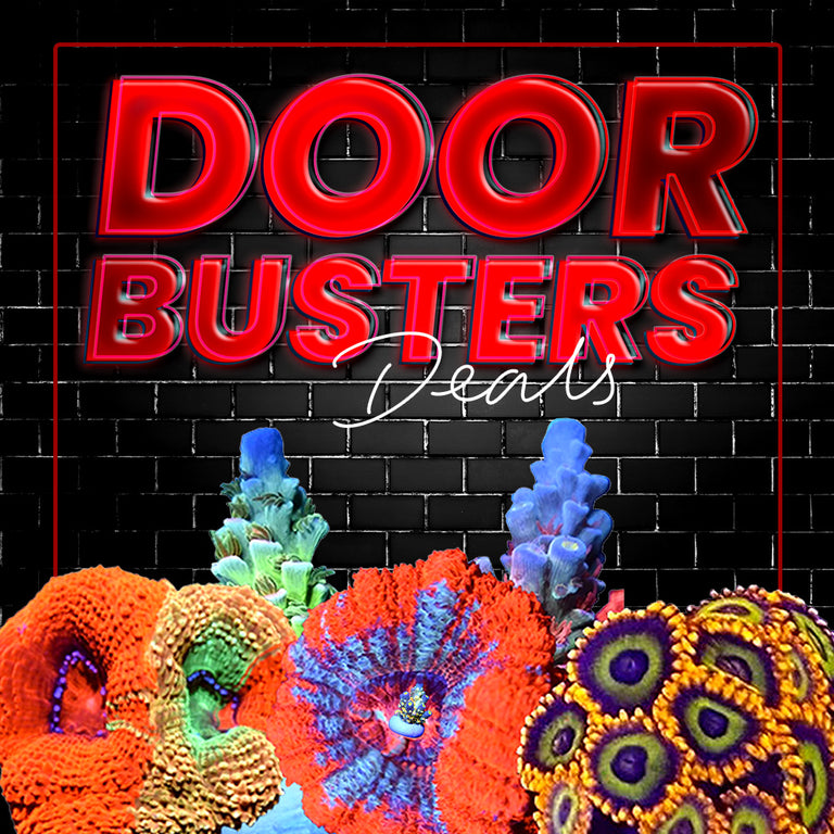 Door Busters – TCKCorals