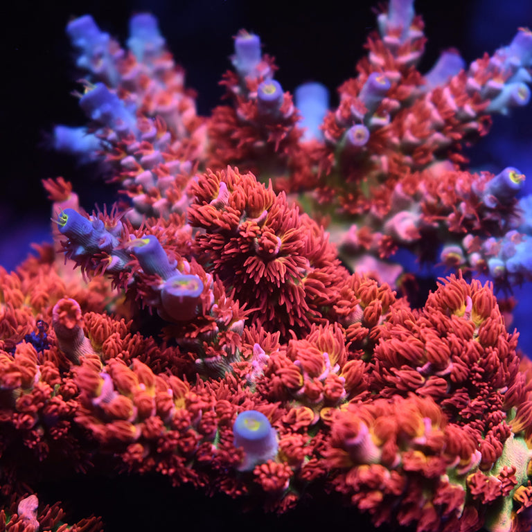 TCKCorals Premium Aquacultured WYSIWYG Corals