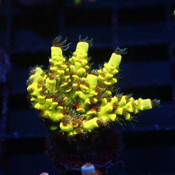 TCKCorals Premium Aquacultured WYSIWYG Corals