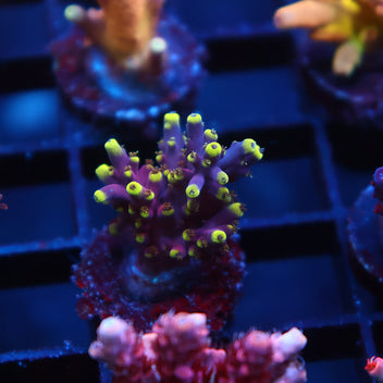 TCKCorals Premium Aquacultured WYSIWYG Corals