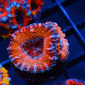 TCKCorals Premium Aquacultured WYSIWYG Corals