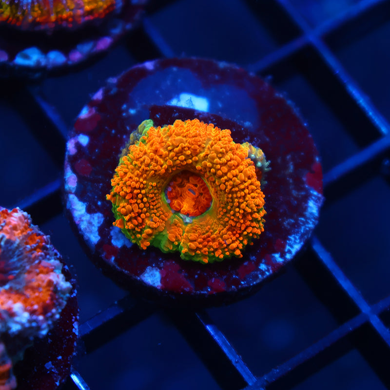 BSA Killshot Acan Lord – TCKCorals
