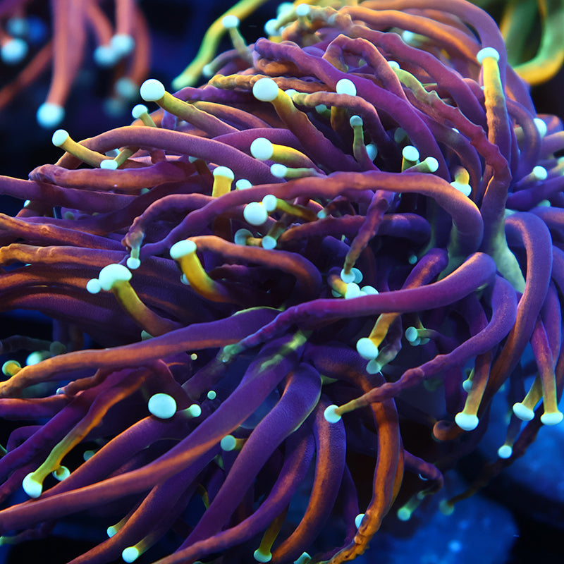 TCK Insane Hellfire Torch – TCKCorals