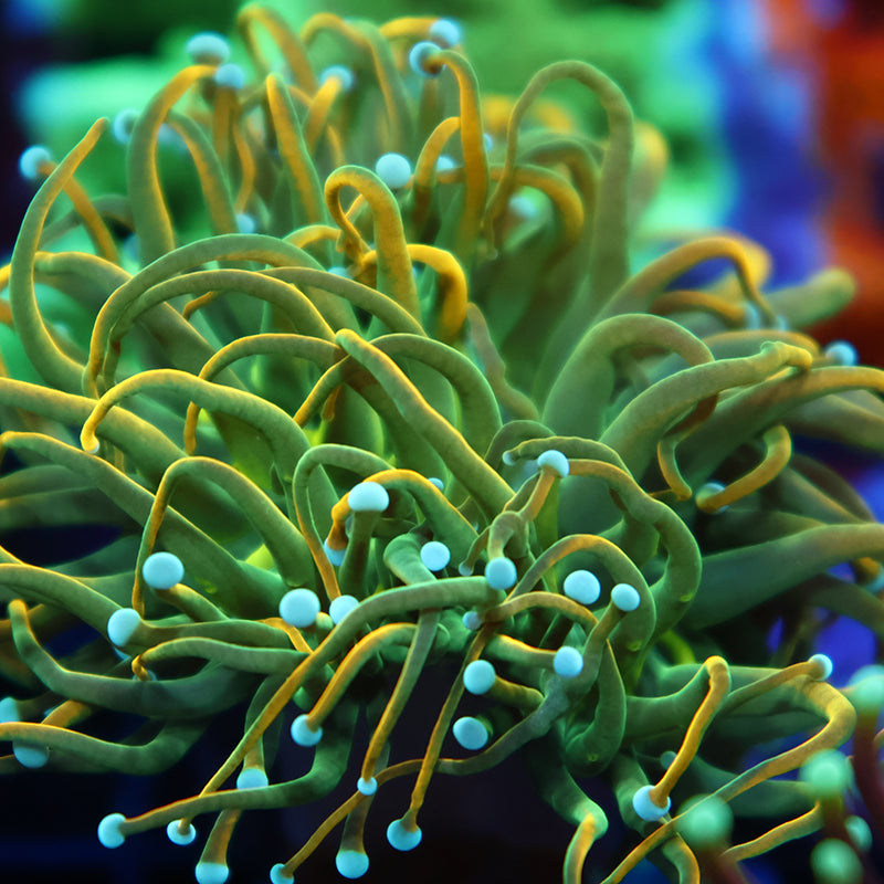 TCK Lightning Bolt Torch – TCKCorals