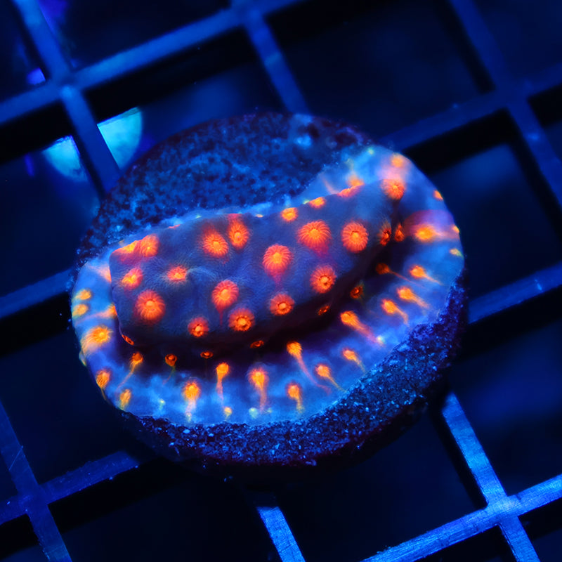 ARC Monet's Madness Cyphastrea – TCKCorals