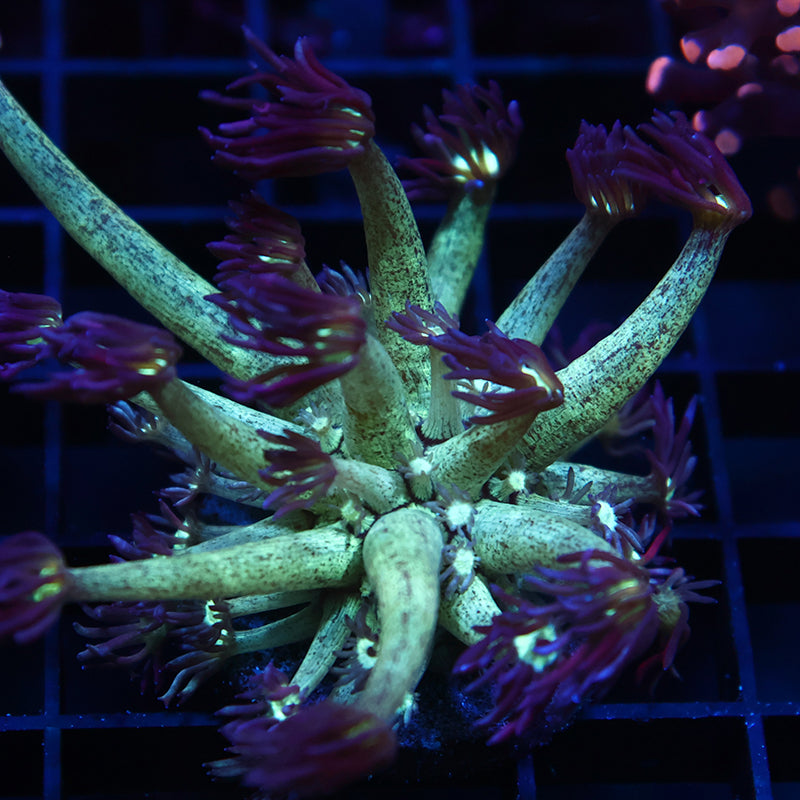 UC Space Glitter Goni – TCKCorals