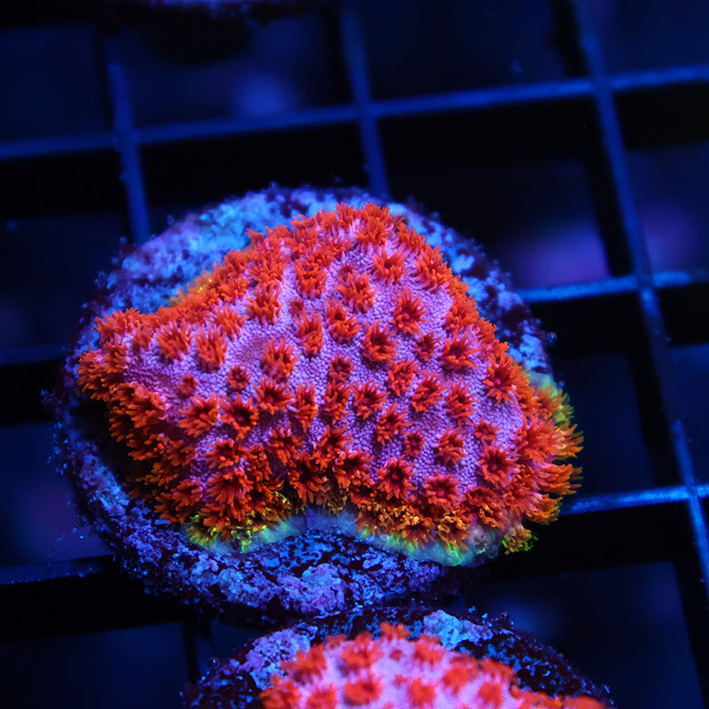Skittles Bomb Cyphastrea – TCKCorals