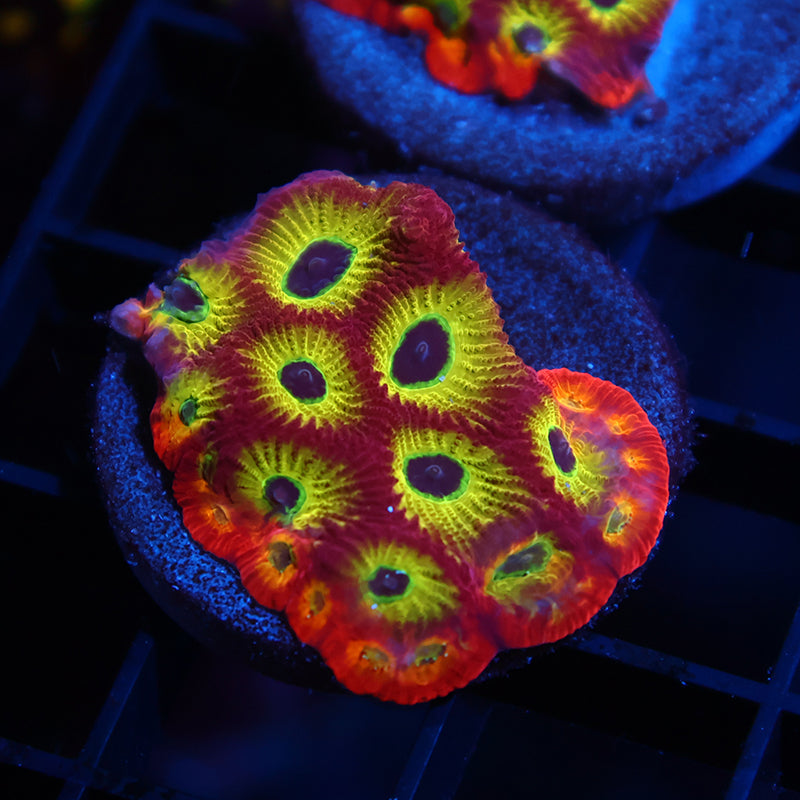 RR Spicy Lemon Favia – TCKCorals