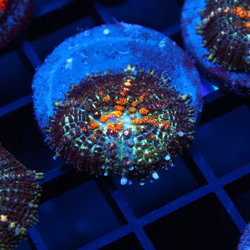 TCK Powerball Bounce Mushroom – TCKCorals