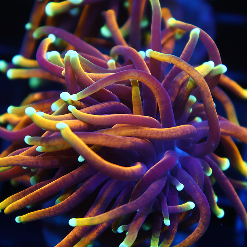 TCK Inferno Torch – TCKCorals