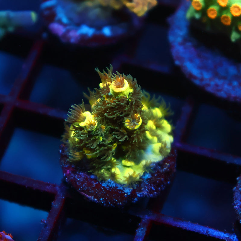 TCK Solar Beam Malaysia Tenuis – TCKCorals