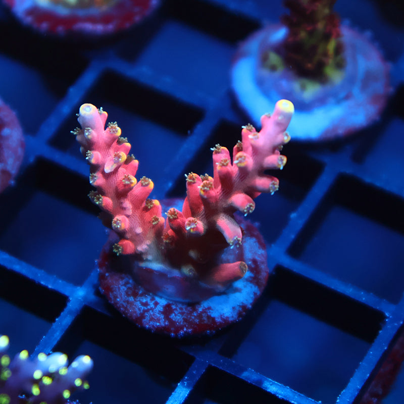 TCK Glowforge Acro – TCKCorals