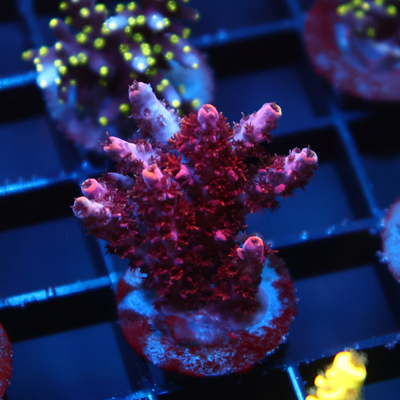 TCK Acroberry Table – TCKCorals