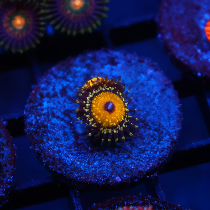 The Godbeast – TCKCorals