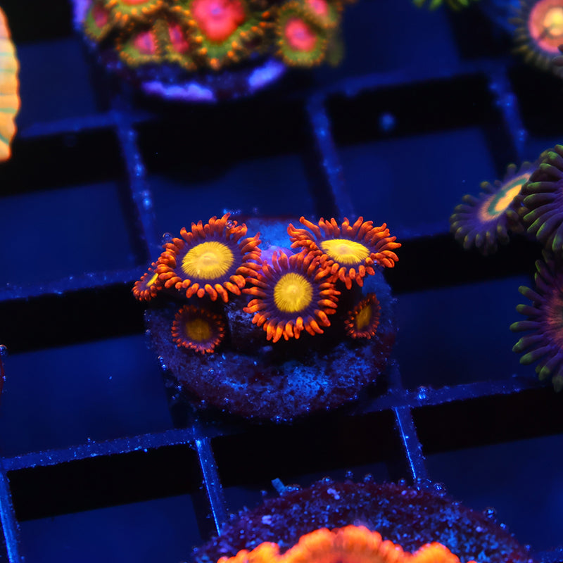 Mickey D's – TCKCorals