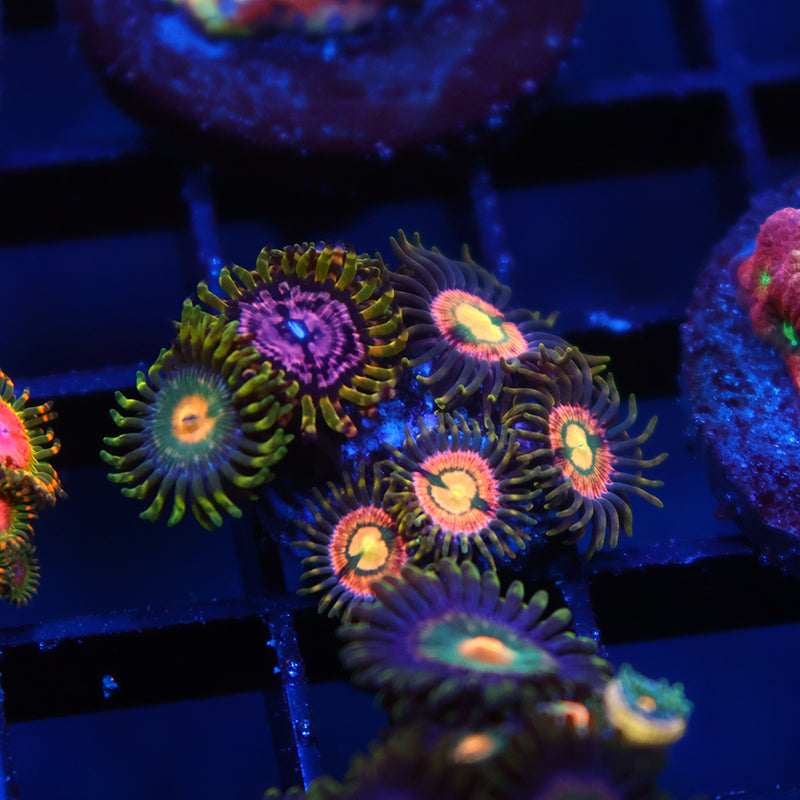WWC Purple Monster with Friends – TCKCorals