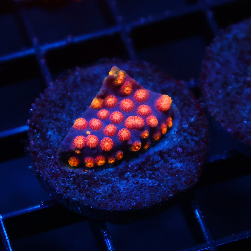 ARC Monet's Madness Cyphastrea – TCKCorals