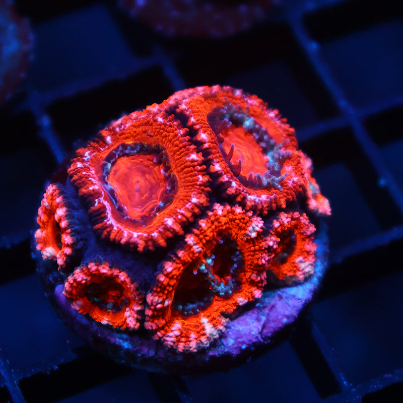 Lg Red Acan – TCKCorals