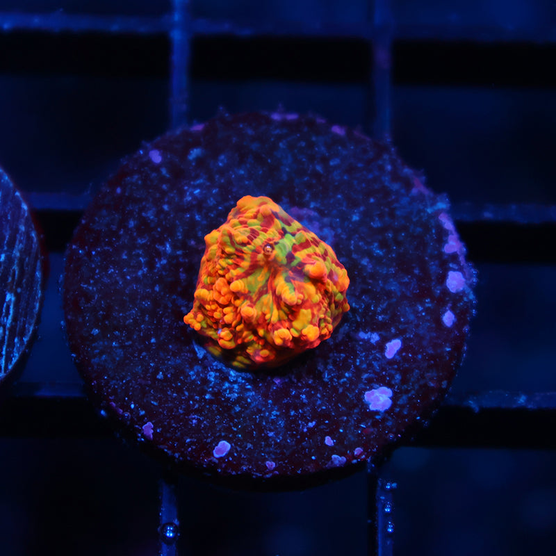TCK Inferno Convict Chalice – TCKCorals