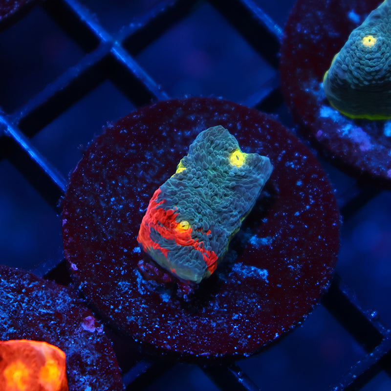 TCK Rainbow Flamethrower Chalice – TCKCorals