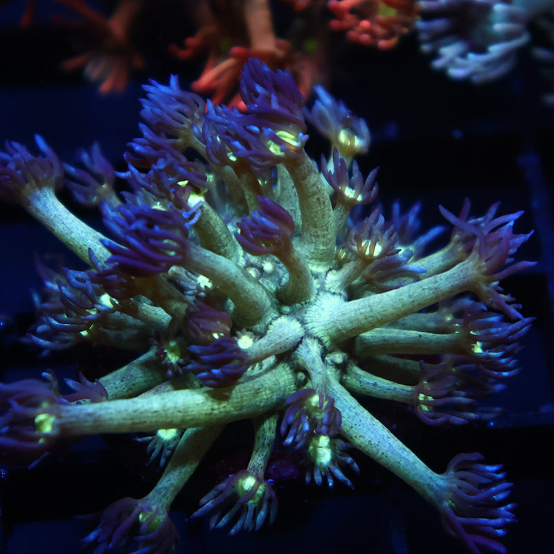 UC Space Glitter Goni – TCKCorals