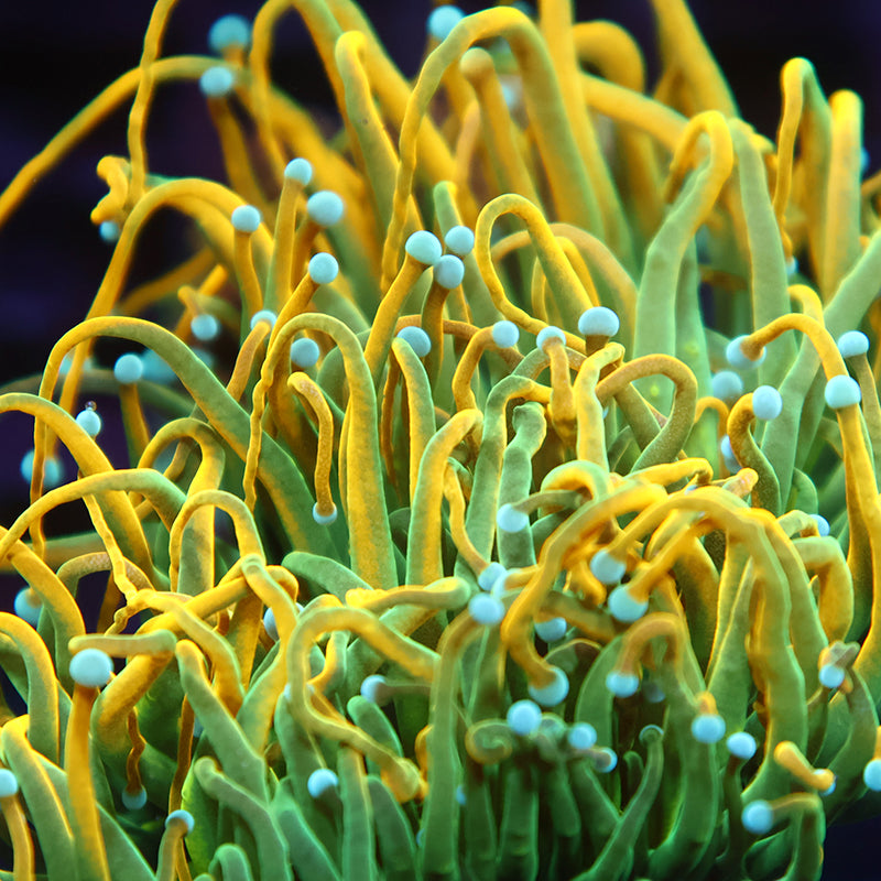 TCK Lightning Bolt Torch – TCKCorals