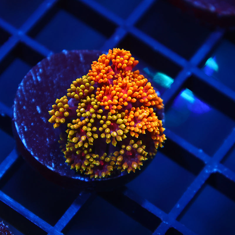 Insane TCK Grafted Rainbow Crunch Bernardpora Micro Goni – TCKCorals