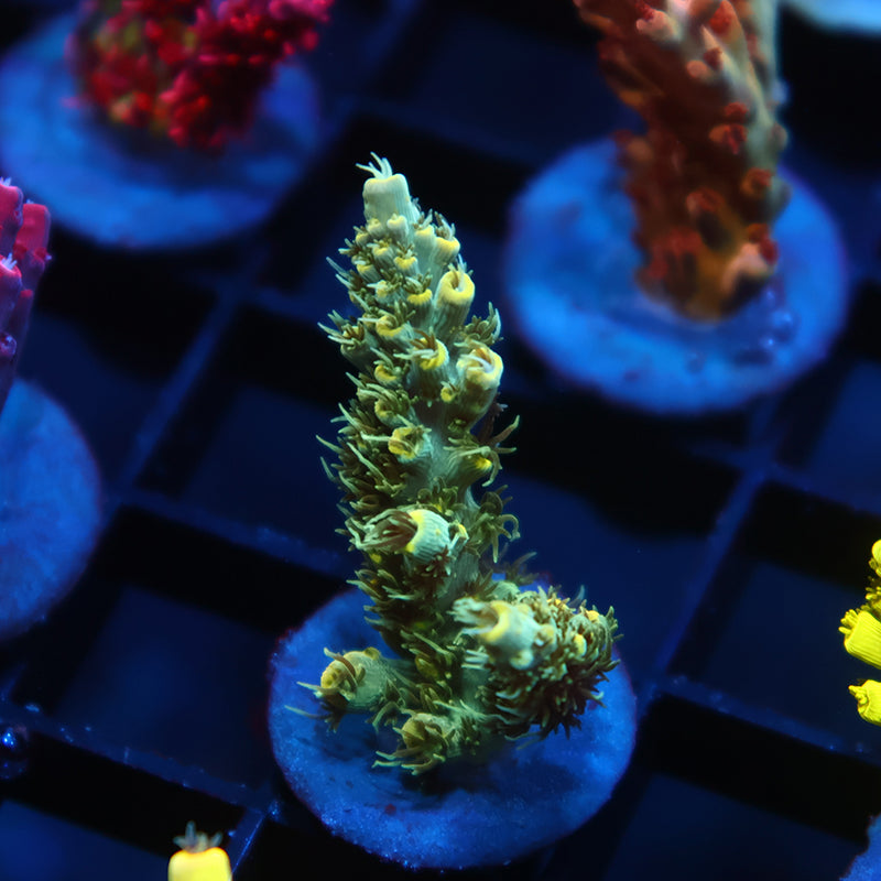 TCK Biohazard Acro – TCKCorals