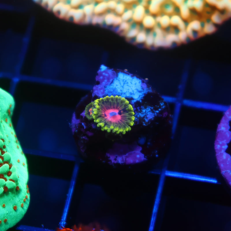 CC Scarlet Fever – TCKCorals