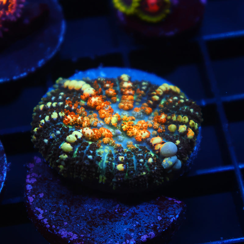 TCK Powerball Bounce – TCKCorals