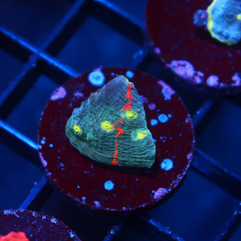 TCK Rainbow Flamethrower Chalice – TCKCorals