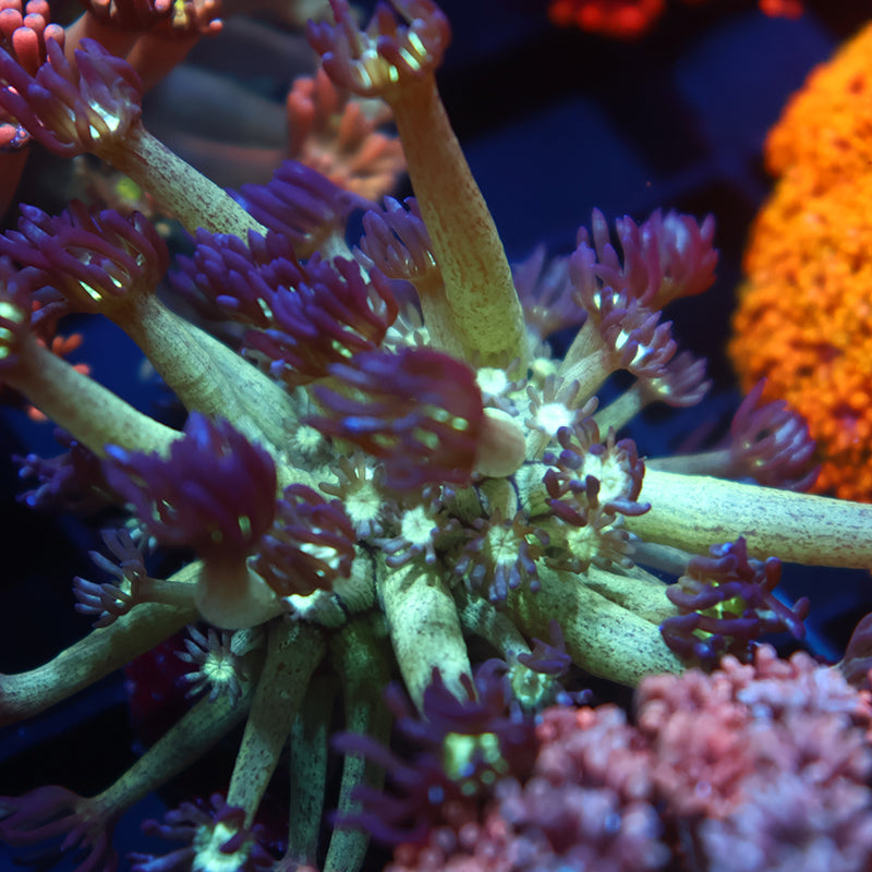 UC Space Glitter Goni – TCKCorals