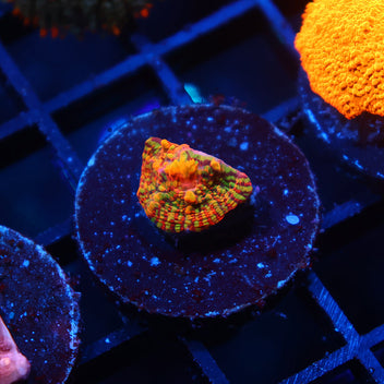 TCKCorals Premium Aquacultured WYSIWYG Corals