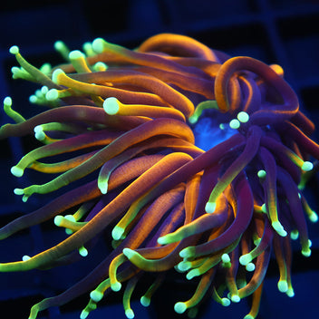 TCKCorals Premium Aquacultured WYSIWYG Corals