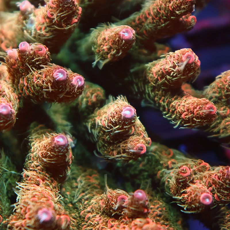 TCK Mango Milli – TCKCorals