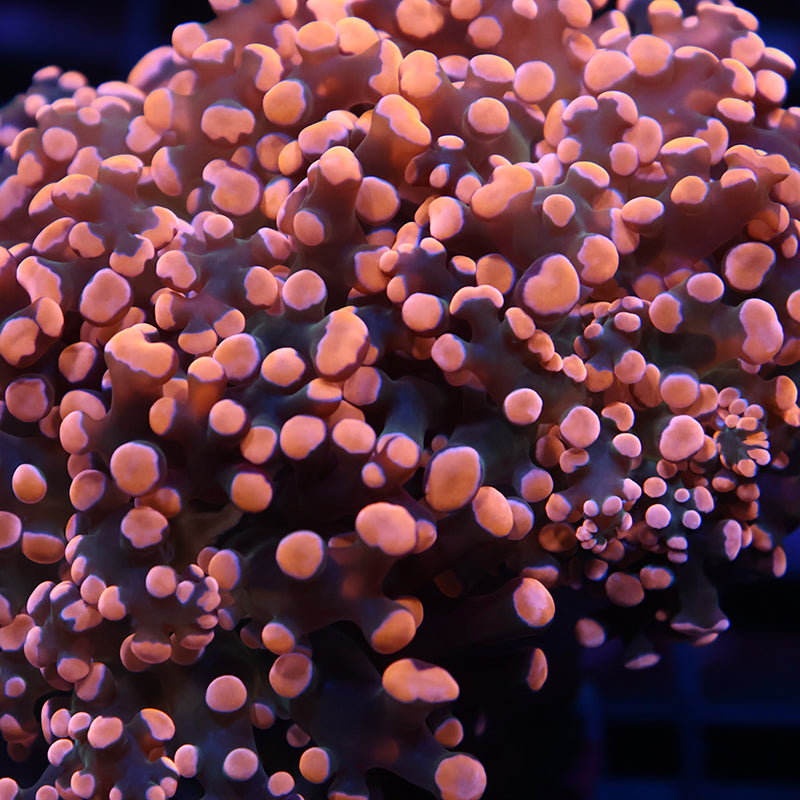 Ended Auctions – TCKCorals