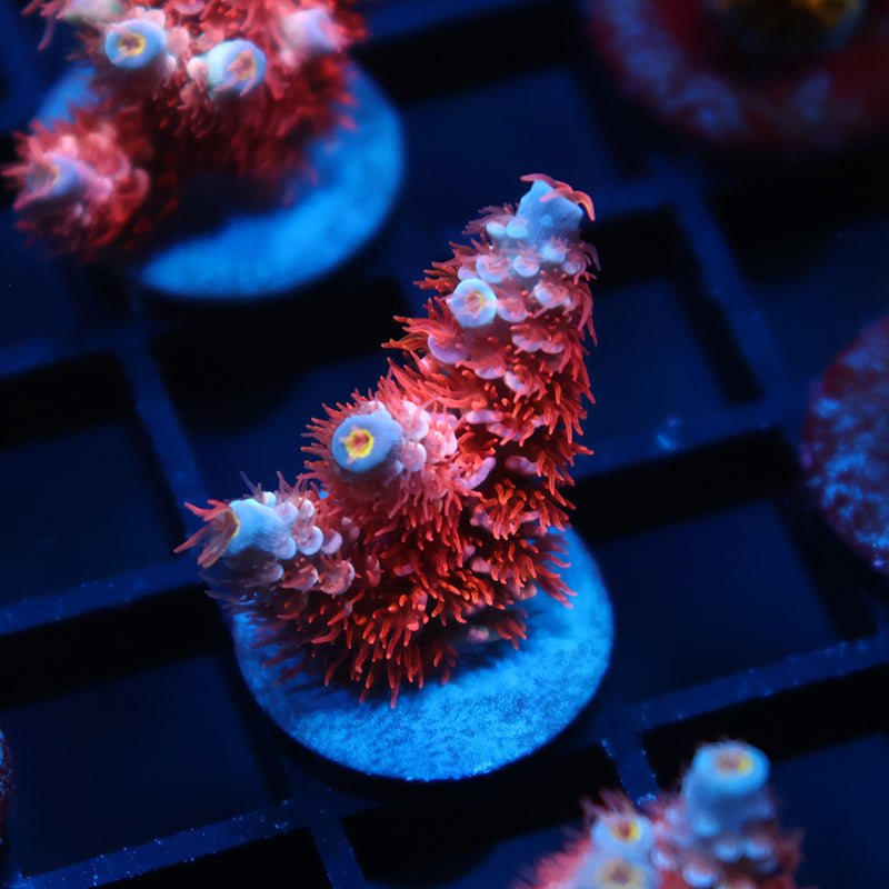 TCK Wildcard Tenuis – TCKCorals