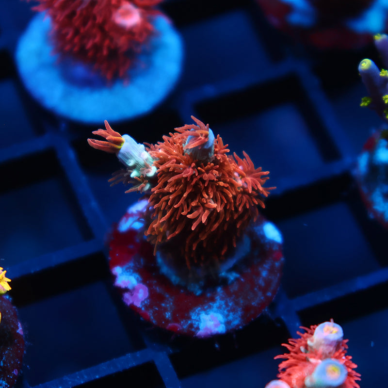 TCK Wildcard Tenuis – TCKCorals