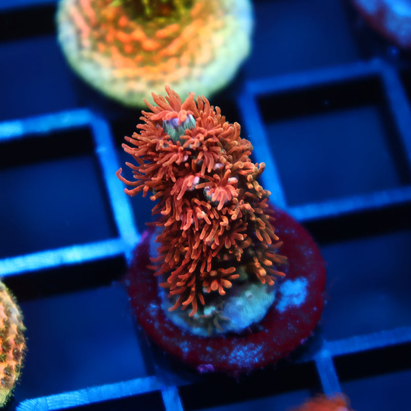 TCK Wildcard Tenuis – TCKCorals