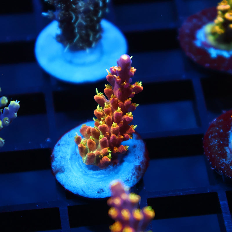 RR Rainbow Loom – TCKCorals