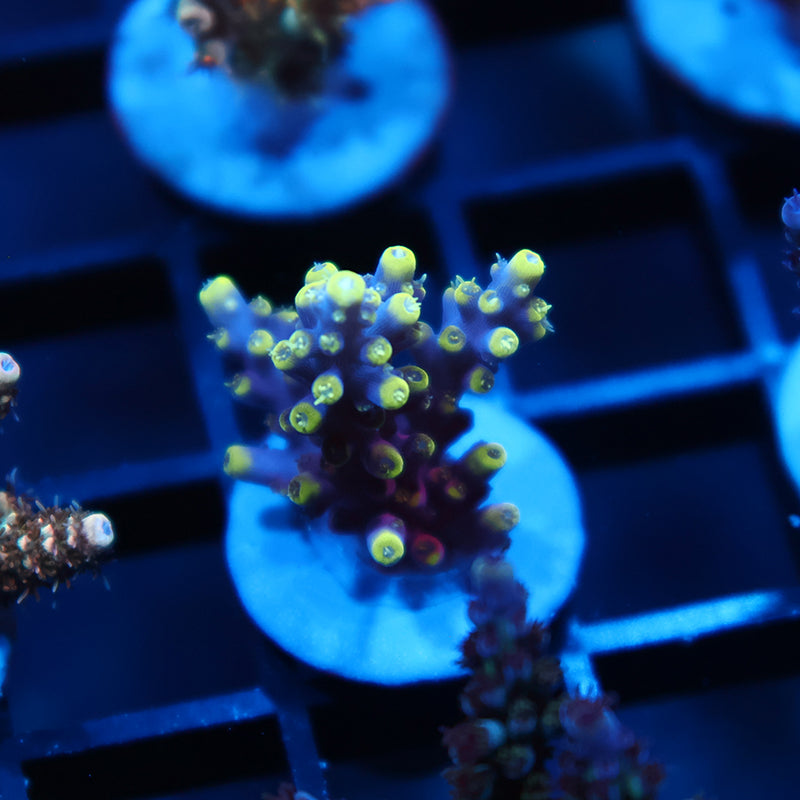 TCK New Dragon Acro – TCKCorals