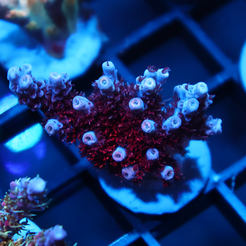 TCK Blastwave Acro – TCKCorals