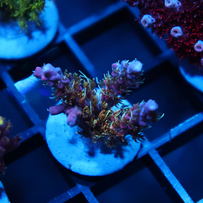 TCK Pink Bear Acro – TCKCorals